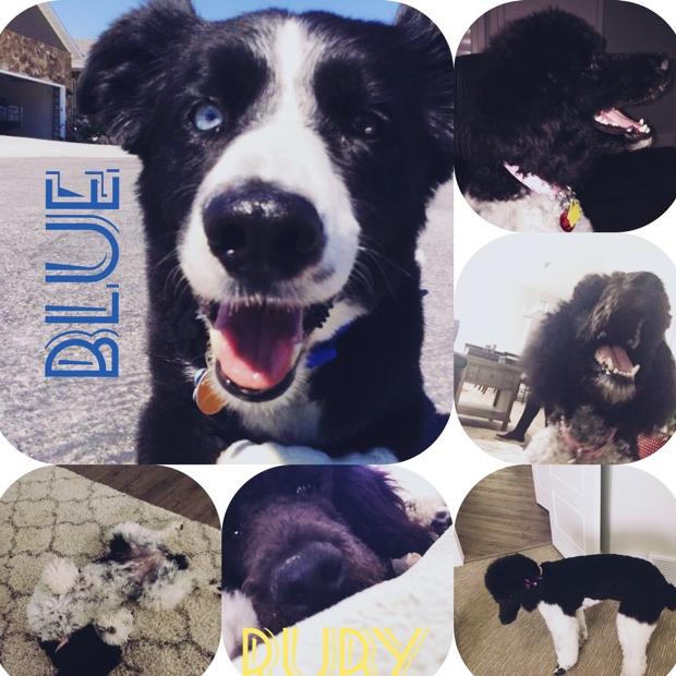 🦄 @ruby.duby.official - 💛Ruby💛 and 💙Blue💙 - TikTok