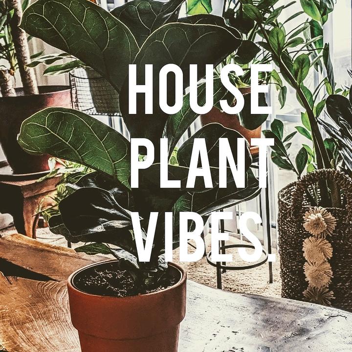 🦄 @houseplantvibes_official - HOUSE PLANT VIBES - TikTok