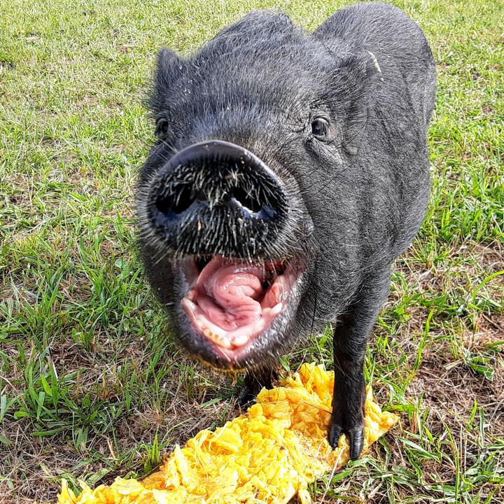 🦄 @bubblesnfriendspigrescue - Lindsay Fraley Van Vleet - TikTok