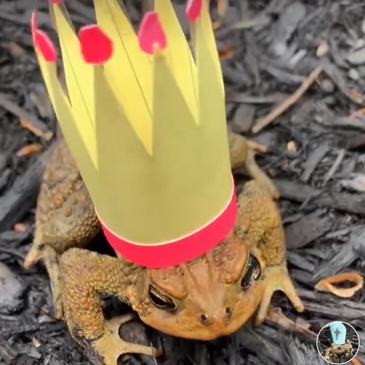 frog tik tok. frog tik tok. frog tik tok. frog tik tok. frog tik tok ...