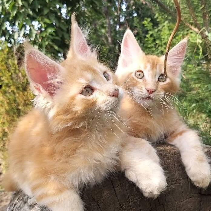 🦄 @maincoon_kittens - Mr_Kittens