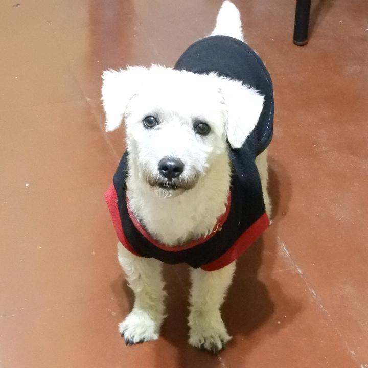 🦄 @elfirulais.oficial - El Firulais (Duki) - TikTok