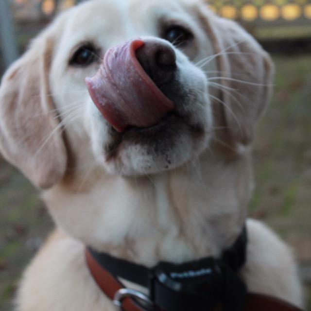 🦄 @biscuit_the_lab3 - Biscuit the pup - TikTok