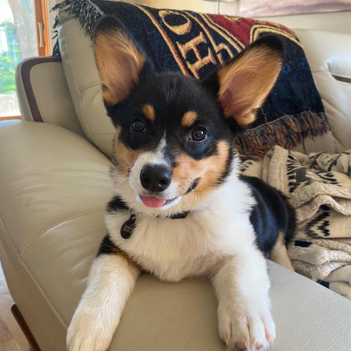 🦄 @mackthecorgiofficial - Mack the Corgi :) - TikTok