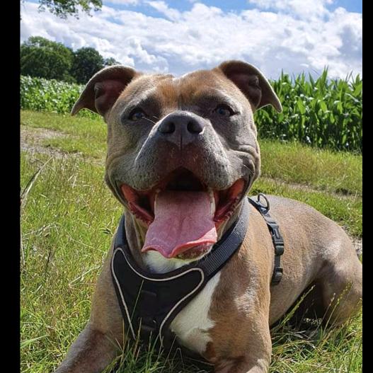 🦄 @sunny_staffy - Sunny_staffy - TikTok