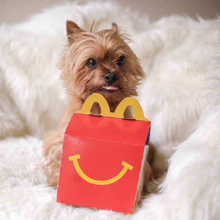 🦄 @chezzy_the_yorkie - Chester the Yorkie - TikTok