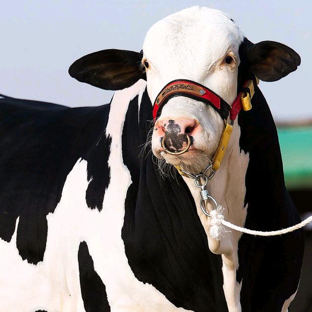 🦄 @moosacattlefarmofficial - Moosa Cattle Farm - TikTok