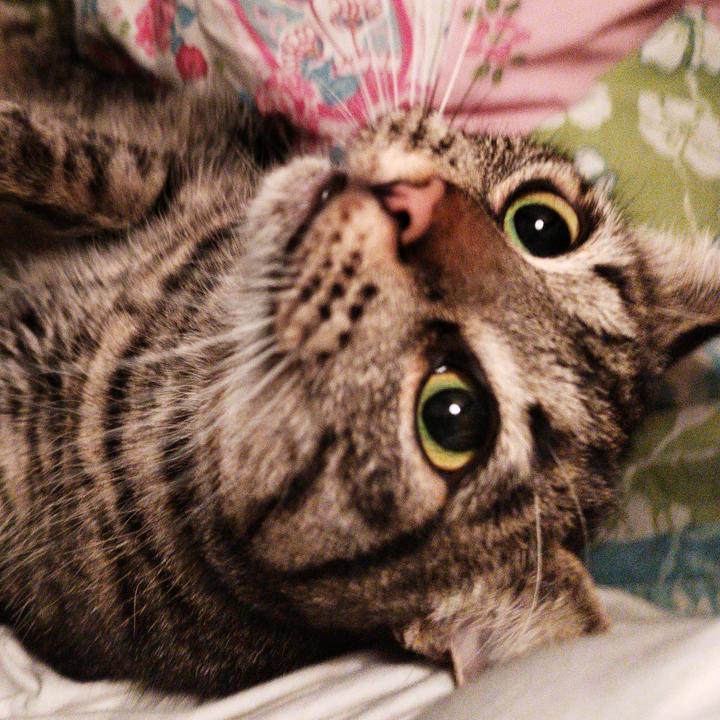 🦄 @doorbell.cat - Doorbell cat. - TikTok