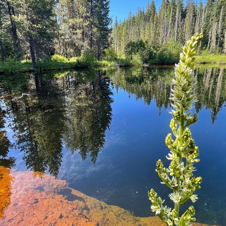 🦄 @jeffsheppardnwhiker - Jeff Sheppard - TikTok