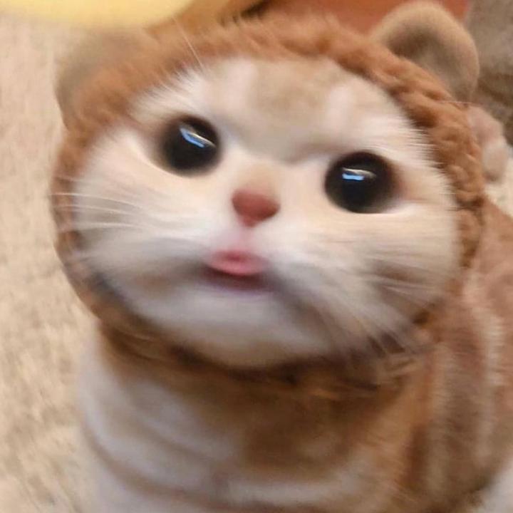 🦄 @cyngxq - cyn 🍡 - TikTok