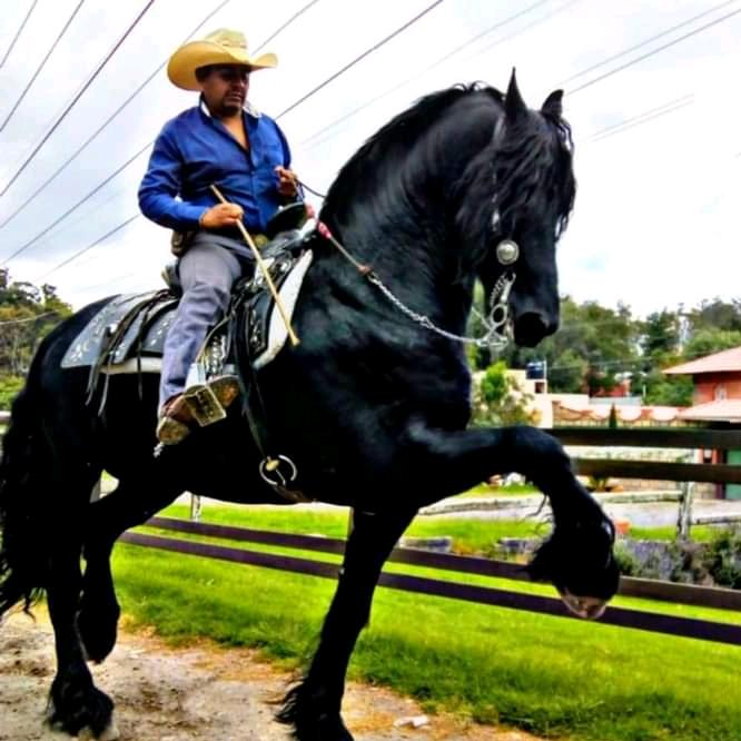 🦄 @losfrisones - Los Frisones - TikTok