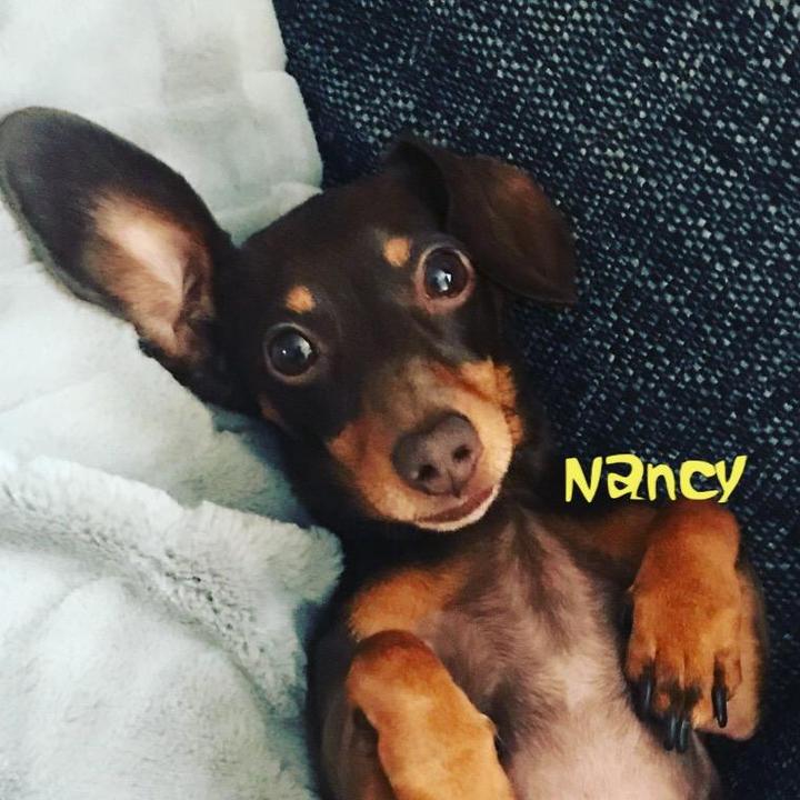 🦄 @nancy.ad.lacy - Nancy the dachshund - TikTok