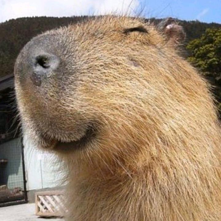 🦄 @capybaragangofficial - Capybara Gang - TikTok