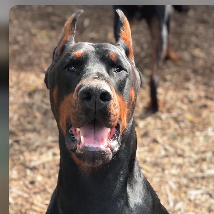🦄 Wolfgang Dobermans Linda Meek Tiktok
