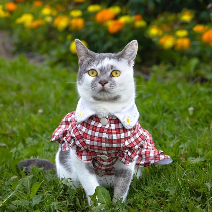 Replying to her toe beans were showing 😳 @azia_the_cat - TikTok video