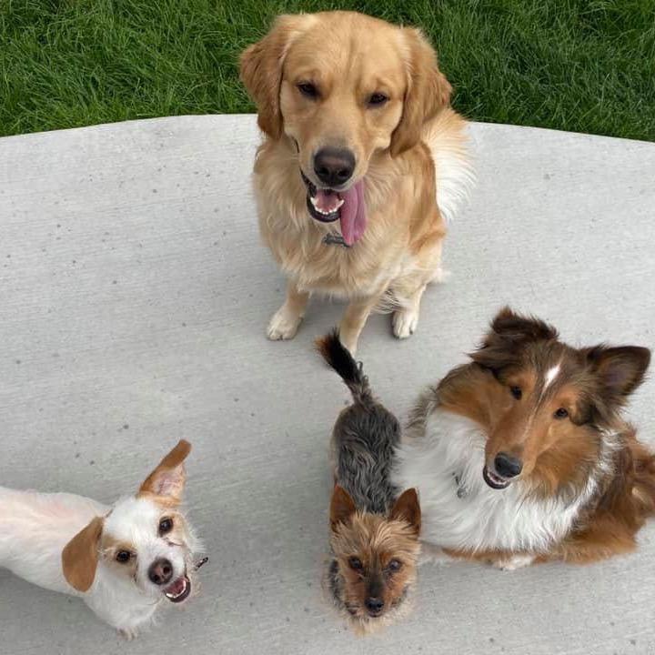 🦄 @the_furry_pack - The Furry Pack - TikTok