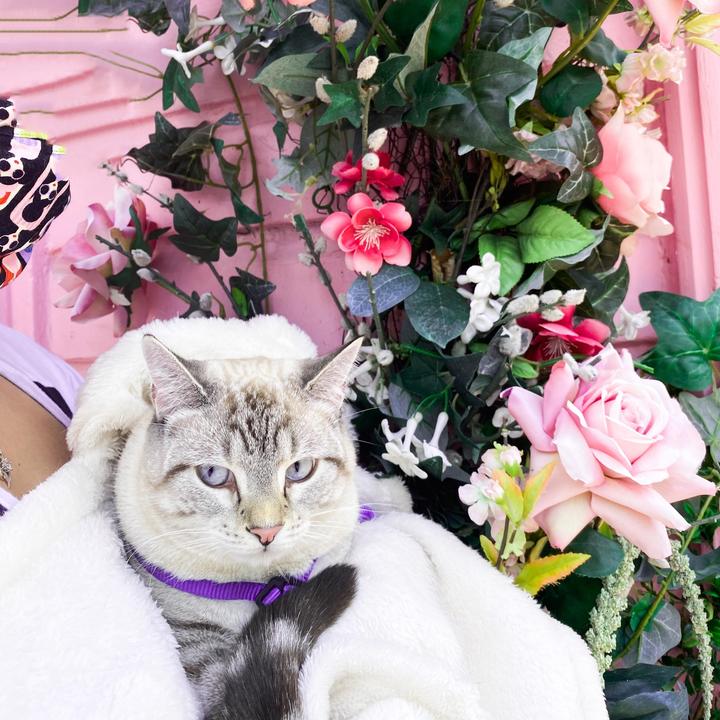 🦄 @dexandleon - Dex & Leon 🐱 🐯 - TikTok