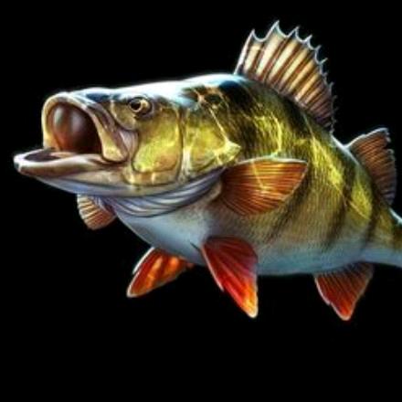 tout savoir sur le poisson tigre | skyfishing (@sky.fishings)