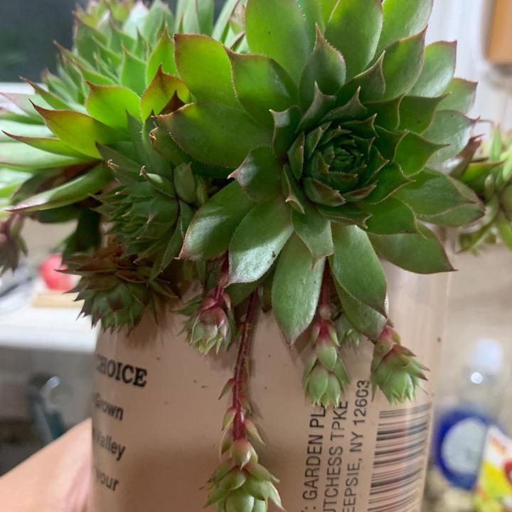 🦄 @jardimemcasa189 - Sam’s Garden at home 189 - TikTok