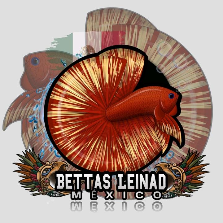 🦄 @bettasleinadmexico - Bettas Leinad Mexico - TikTok