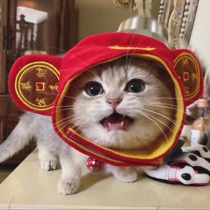 Voice of Cats audition, part 1 (bear🐻version) @meow__cash - TikTok