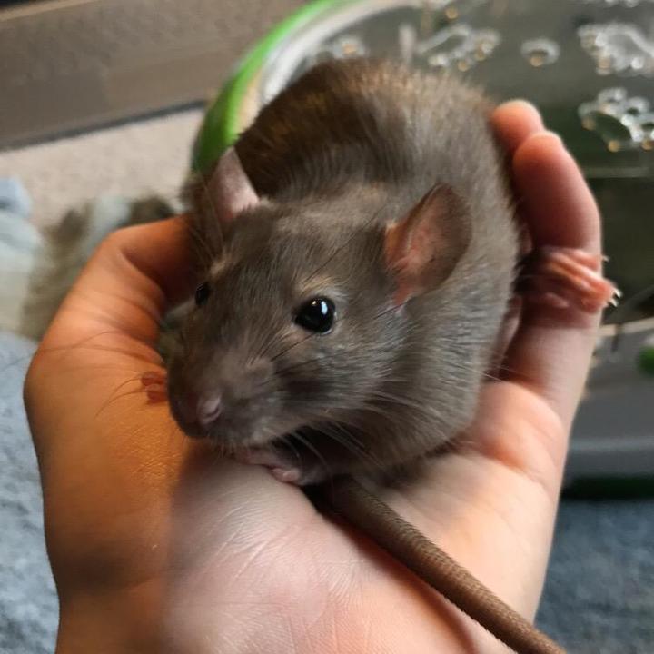 🦄 @bogglesandbrux - Boggles and Brux Rat Care - TikTok