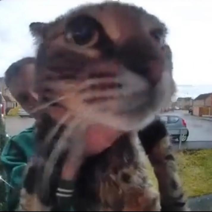 🦄 @cat_at_door - cat_at_door - TikTok